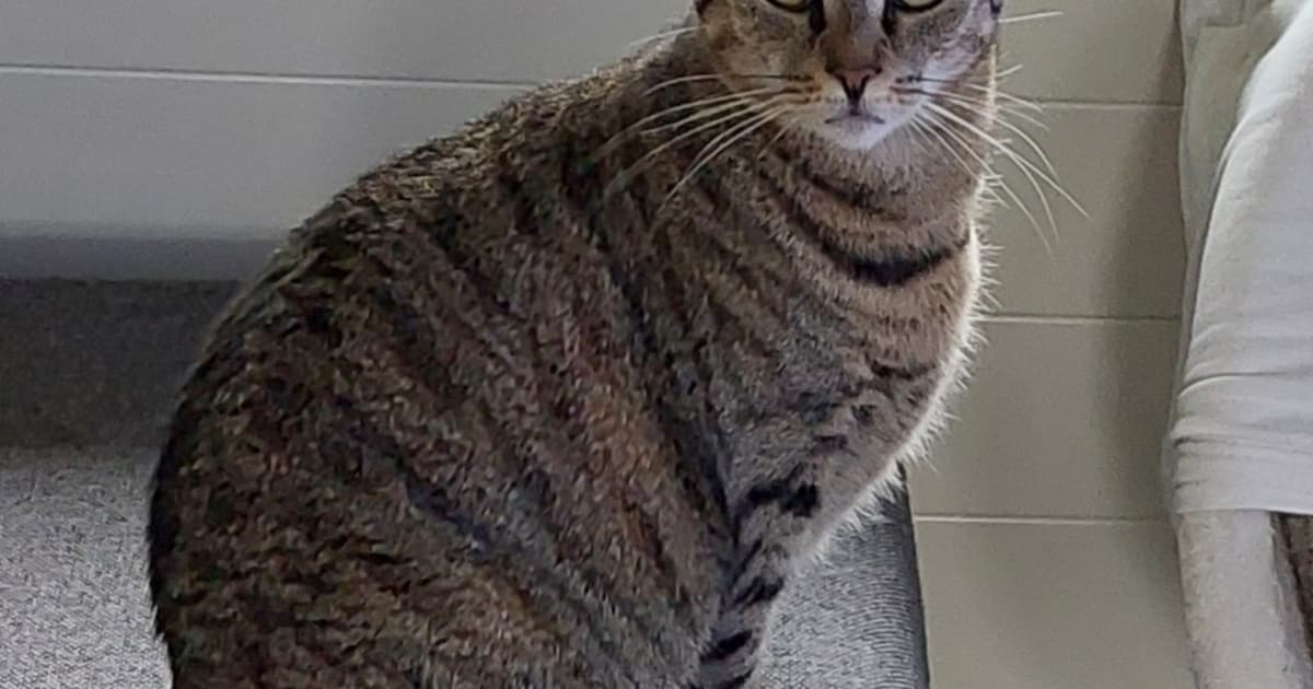 Heb jij Maui gezien? Dit huisdier wordt in Lingewaard vermist | Regio ...