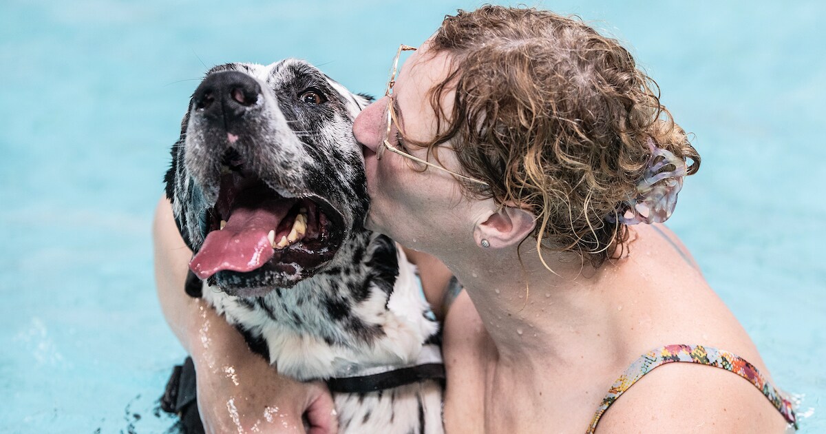 Deense dog en labrador zijn voor één dag de baas in het zwembad ...