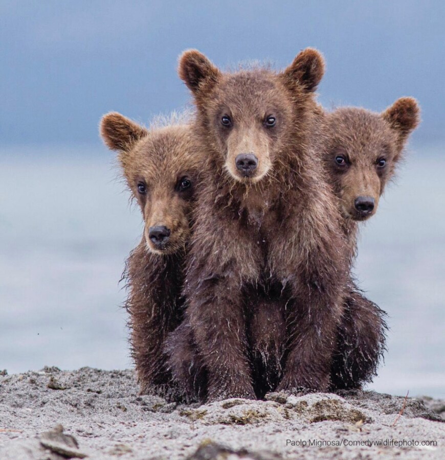 Dit zijn de grappigste dierenfoto’s van dit jaar: ‘Lucky shot’ | Foto ...