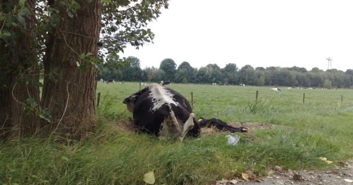 Boer moet dood dier afdekken | Maas en Waal | gelderlander.nl