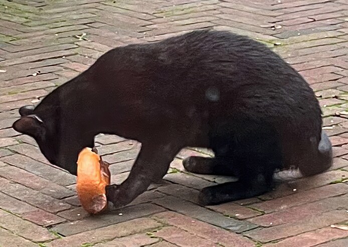 Kater Louis komt thuis met rookworsten en heeft een goede smaak: niet ...
