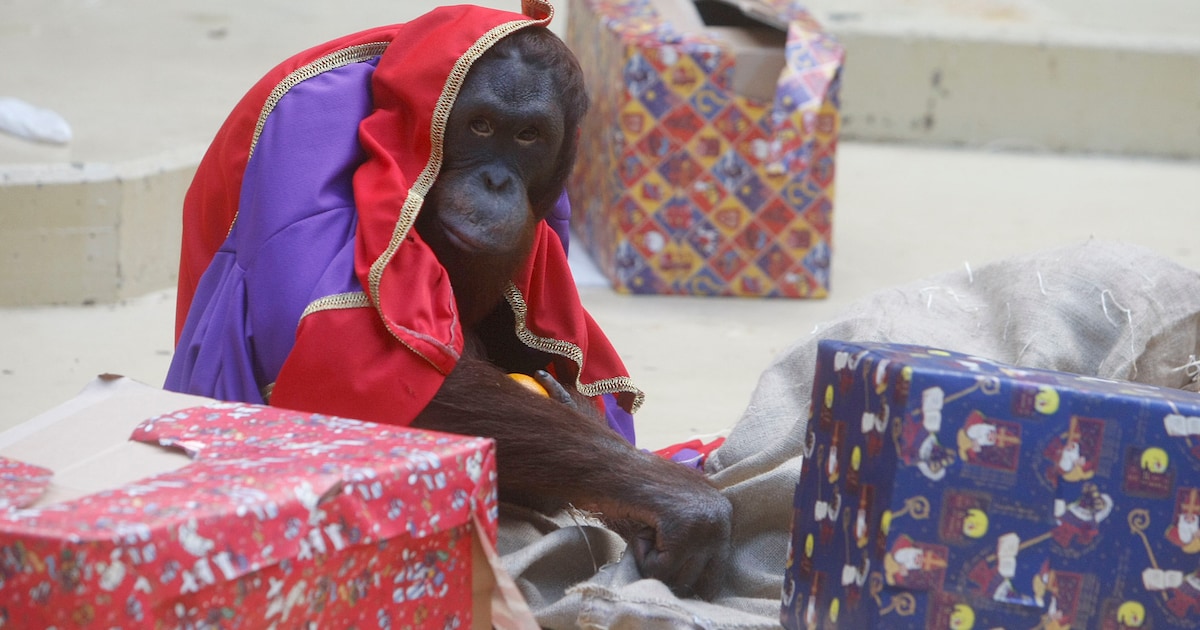 Treurig nieuws uit Ouwehands Dierenpark: opvallende verschijning Bako ...