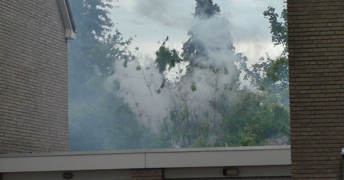 Boombrand in Oss zorgt voor flink wat rook in de buurt | Regio | De ...