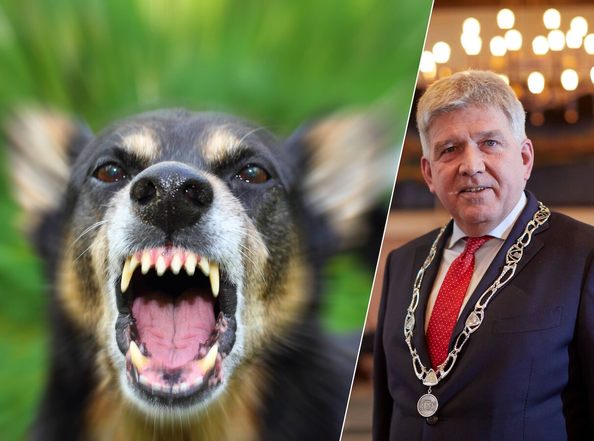 Zo pakt Zutphen het gevaar van bijtgrage honden aan: ‘We gaan tot het ...