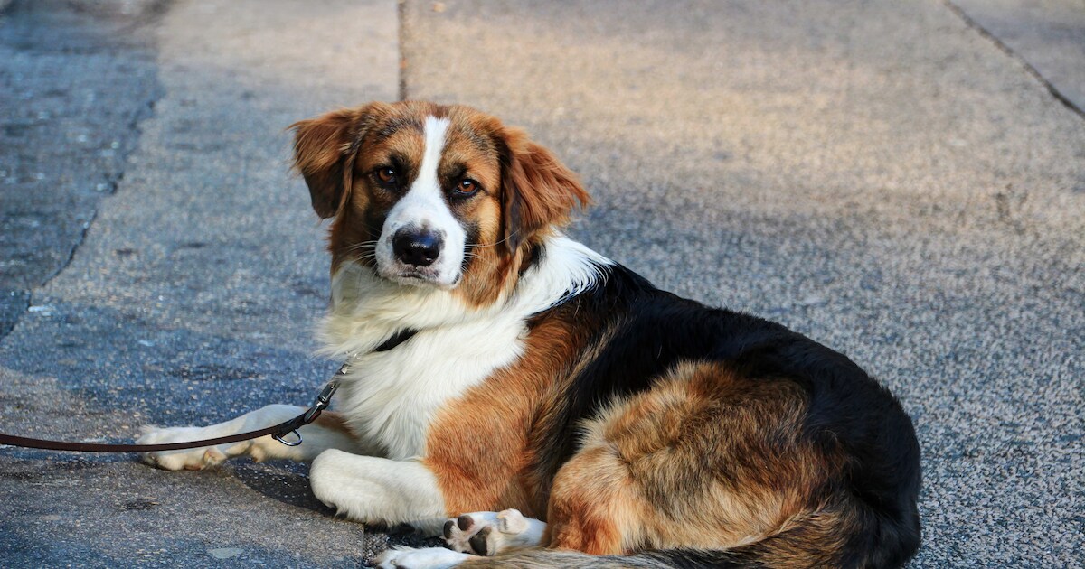 Zijn prinselijke voorkomen schiet dagelijks raak bij vele mensen ...