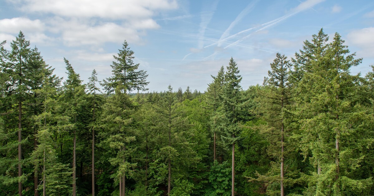 De Douglasspar, inburgerend en fris geurend | Nieuws | De Gelderlander.nl