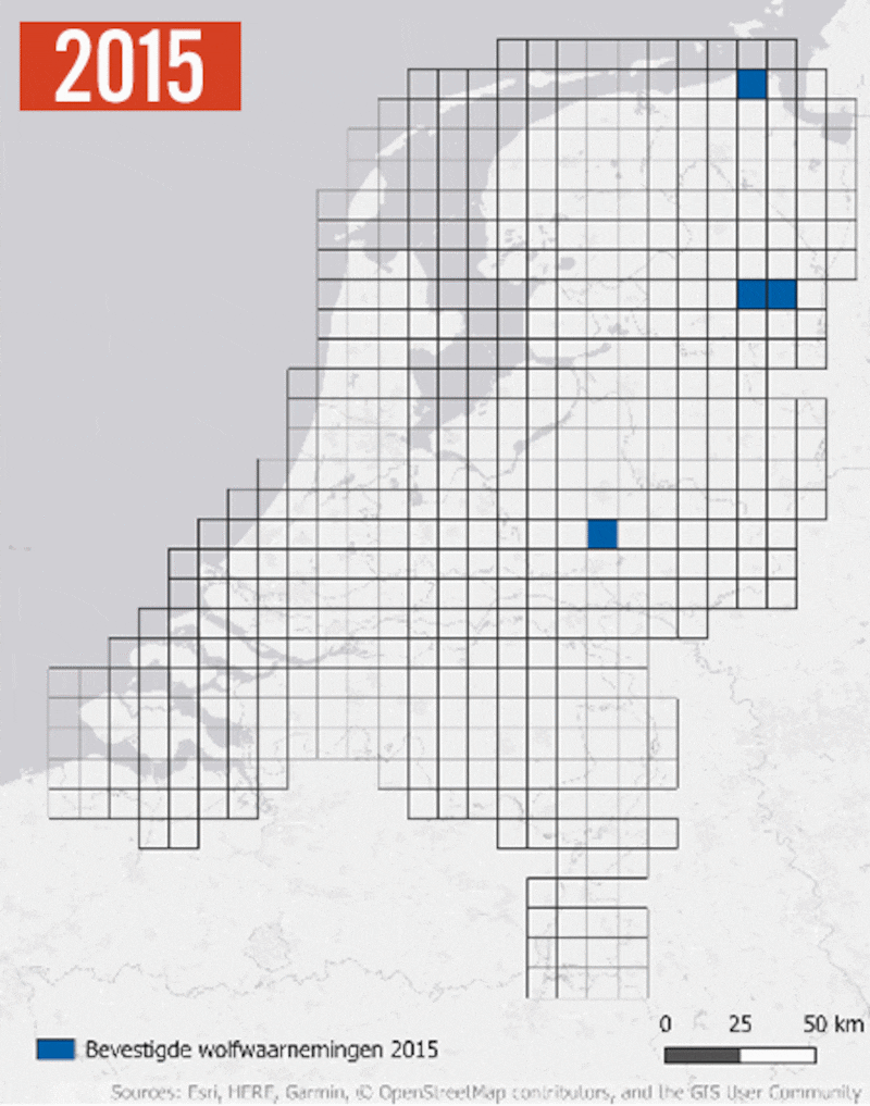 Meer wolven in Nederland, maar experts zien ook opvallende trends: dit ...