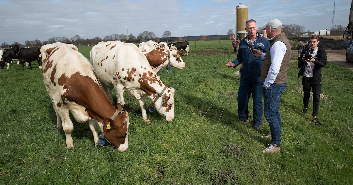 Aaltense boer maakt live ‘televisie-uitzending’ met koeien: ‘Meer werk ...