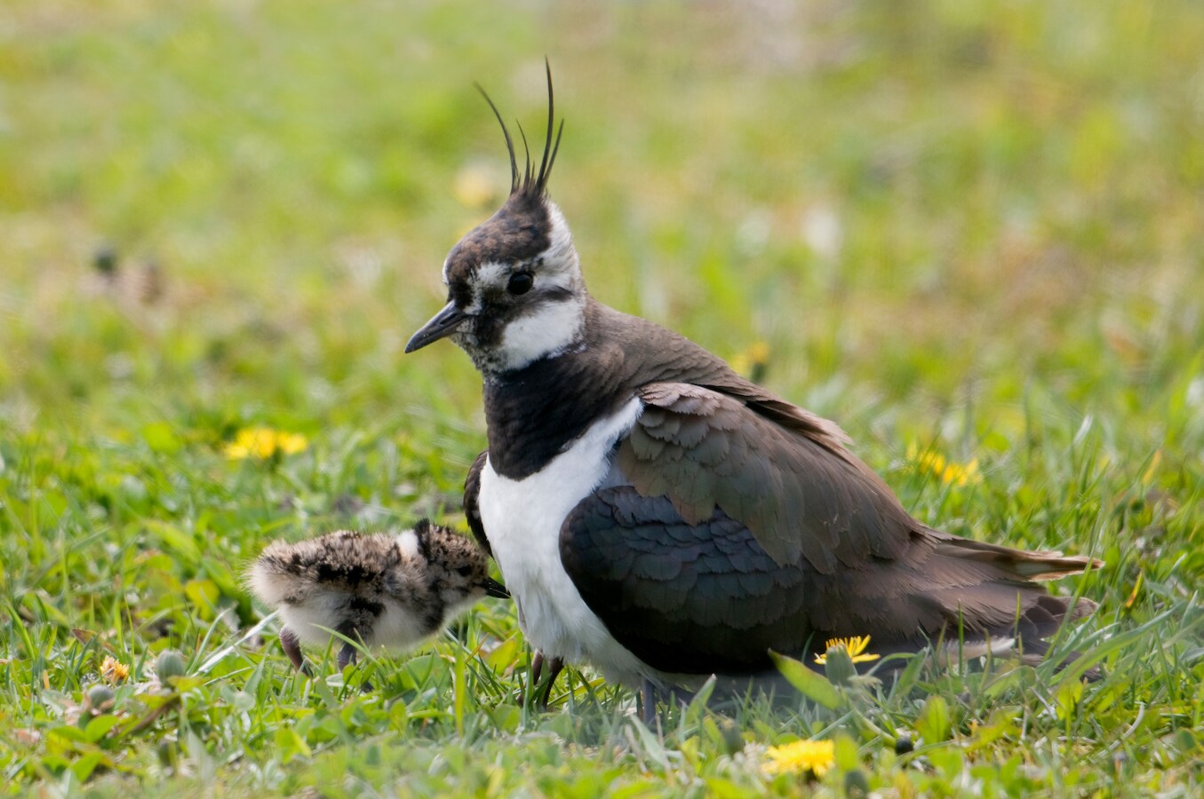 Waarom juist in Altena visarenden, zeearenden én soms flamingo’s ...