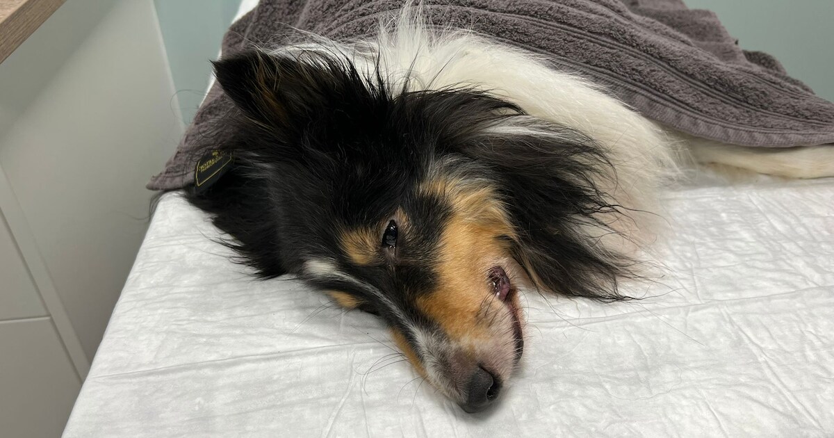 Vechthonden bijten sheepdog Denzo dood, baasje en zijn zoontje (2 ...