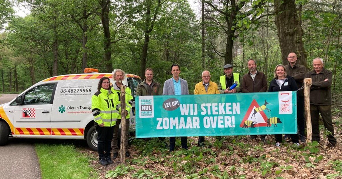 Meeste botsingen met wild in Land van Cuijk: spandoeken en spiegels ...