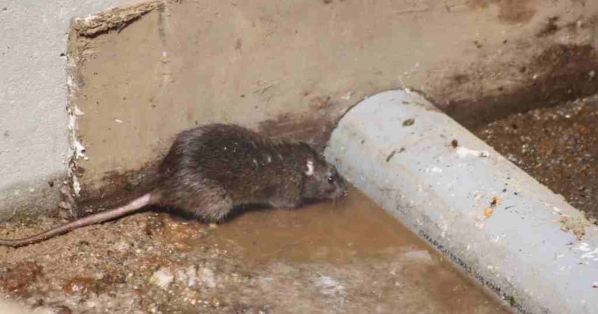 Ratten, poep en drie ziekmeldingen bij werk aan riool in Nijmegen-Oost ...