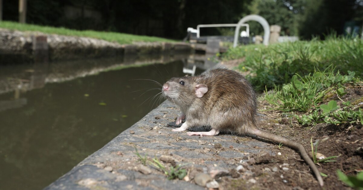 Verdubbeling aantal meldingen plaagdieren: rat, vlieg en buxusmot ...