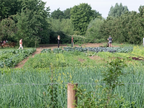 Deze oogsttuin in Zutphen levert meer op dan alleen kersen en sla ...