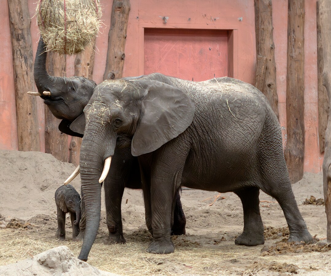 Spaanse gigant Yambo barst van het zelfvertrouwen en zorgt voor nageslacht olifanten Safaripark ...