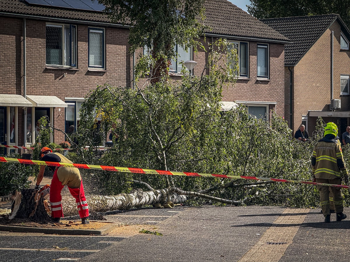 Bomen waaien om, auto geplet en flitspaal omver: wind houdt flink huis ...