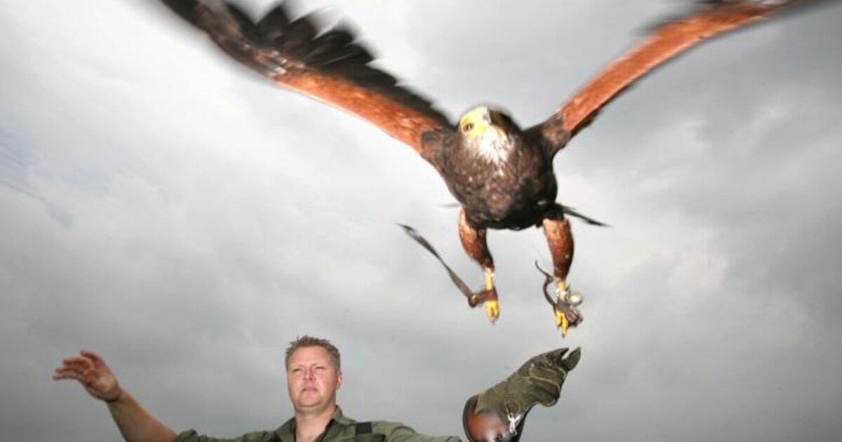Hugo laat iedere dag z'n buizerd uit | Nijmegen | gelderlander.nl