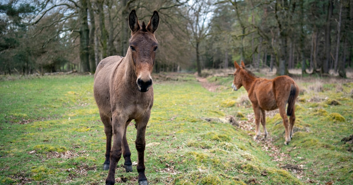 Dit dier moet de wolf weren op De Hoge Veluwe: ‘Kan flinke schop ...