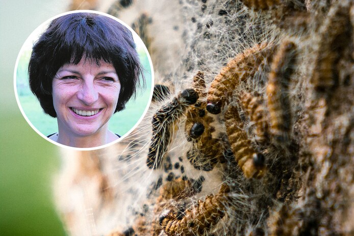 Nieuwe dreiging? Dennenprocessierups met twee miljoen brandharen nadert Nederland | Eric Reijnen ...