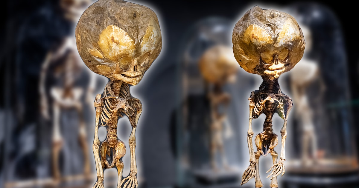 Skelet van waterhoofdbaby te koop in winkel: ‘Het is waarschijnlijk dat ...