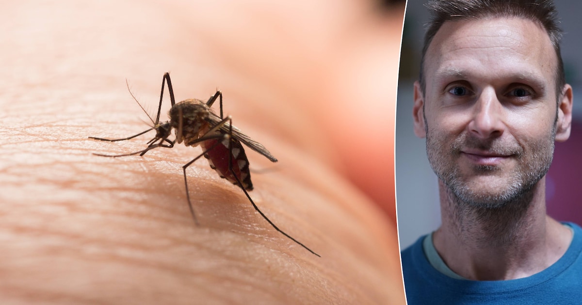 Tropische ziekte chikungunya nu ook in Europa gezien: zo herken je het ...
