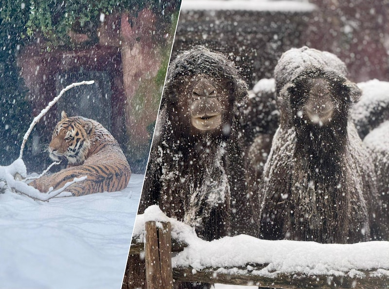 LIVE sneeuw | Treinverkeer flink ontregeld, nieuwe sneeuwbuien trekken ...