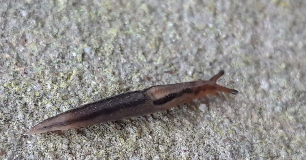 Slakken liften handig mee, in grond of vrachtwagen | Natuur van nabij ...