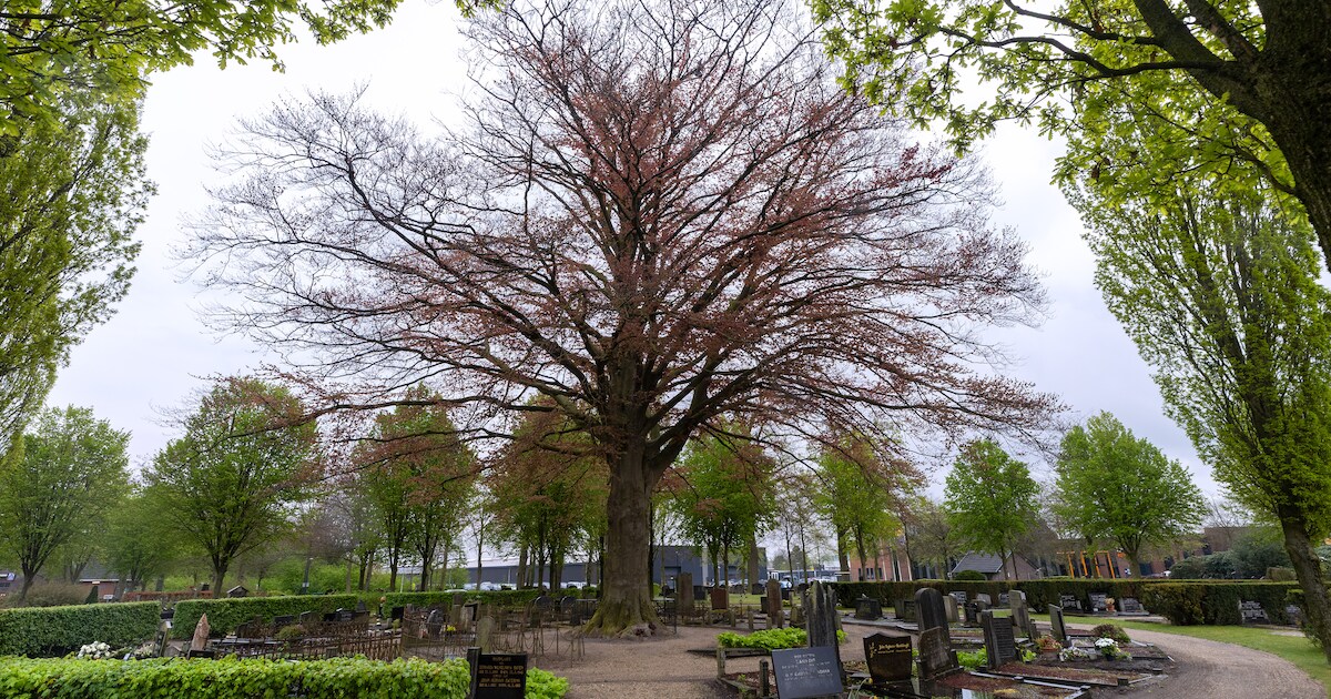 Bomenalarm in Varsseveld; monumentale beuk op begraafplaats en 130 ...