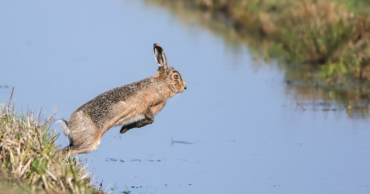 Haasje-over: een spel voor volwassen hazen | Natuur | De Gelderlander.nl