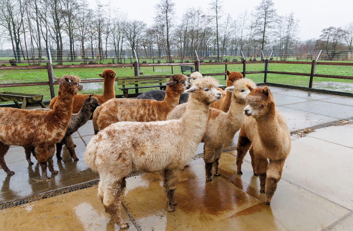 De wolf heeft de alpaca ontdekt: 22 dode dieren, vooral in Gelderland ...