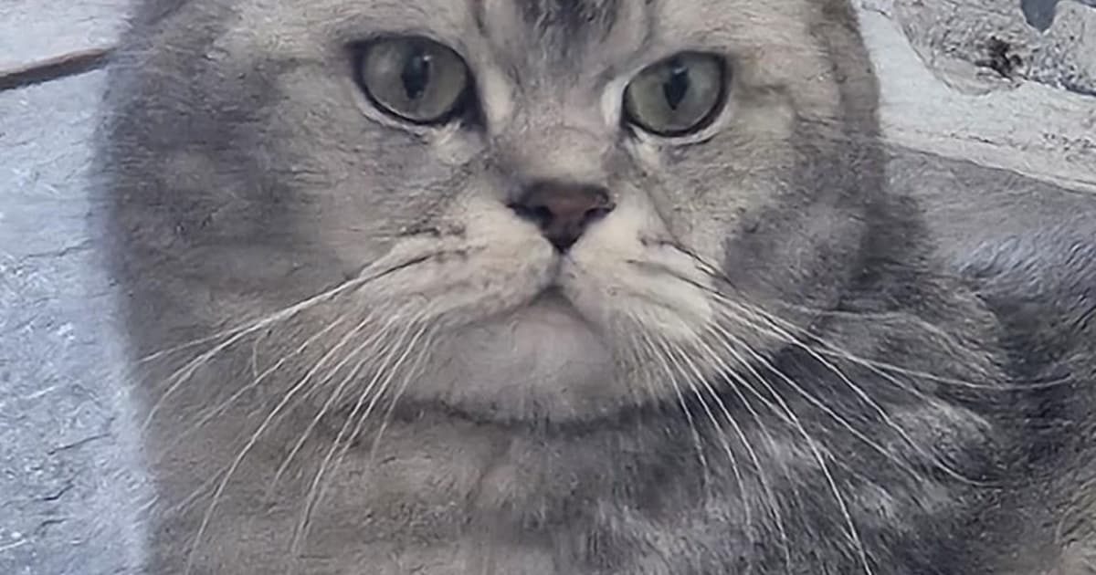 Heb jij In-djie, Coby of Buuf gezien? Deze drie huisdieren worden in ...