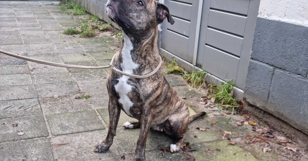 In de steek gelaten hond rukt zich los van boom, maar wacht daar trouw ...