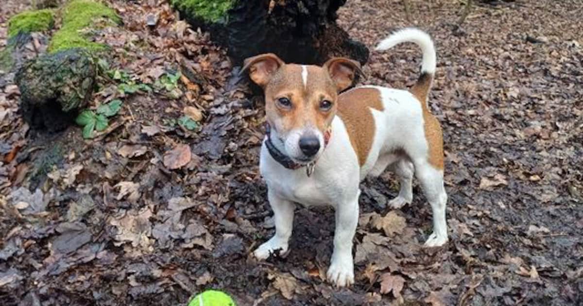 Hondje gestolen uit supermarkt: ‘Wie doet zoiets?’ | Nieuws | De ...