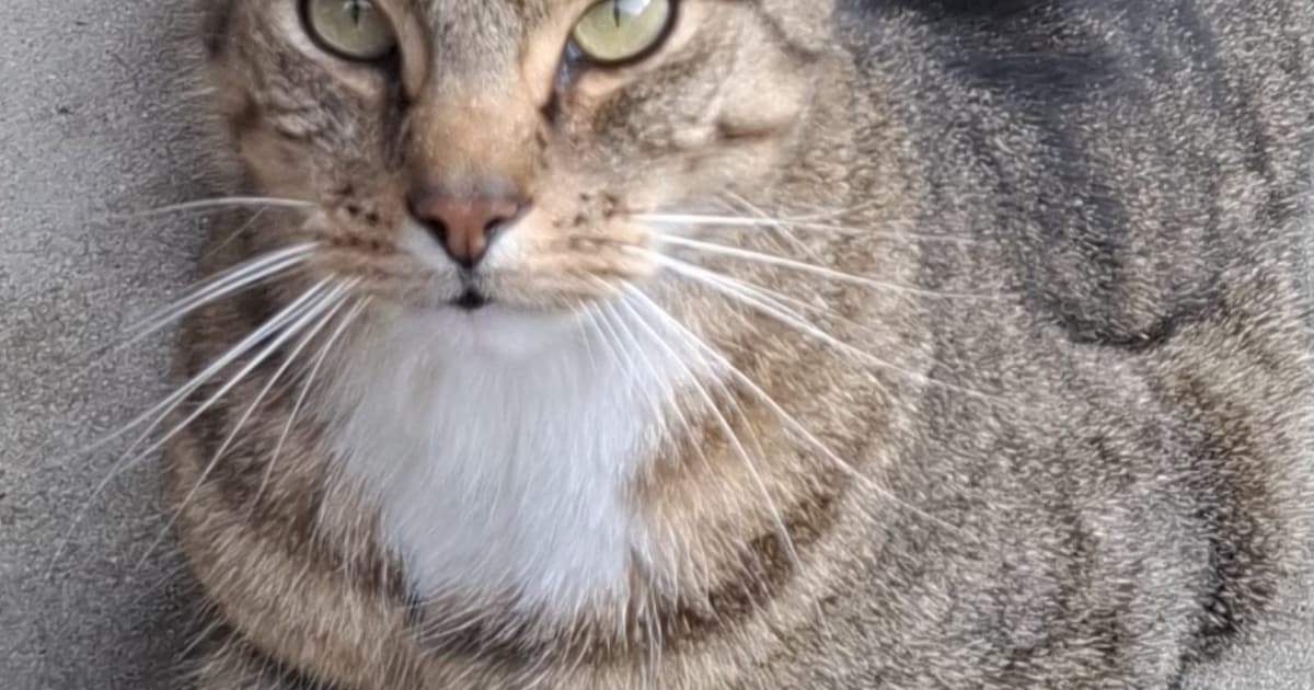Heb jij Simba of Moos gezien? Deze twee huisdieren worden in ...