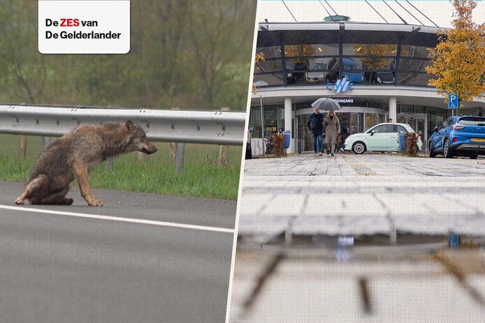 Nieuws van de dag | Inspectie neemt ongekend strenge maatregelen tegen CWZ • Aangereden wolf op ...