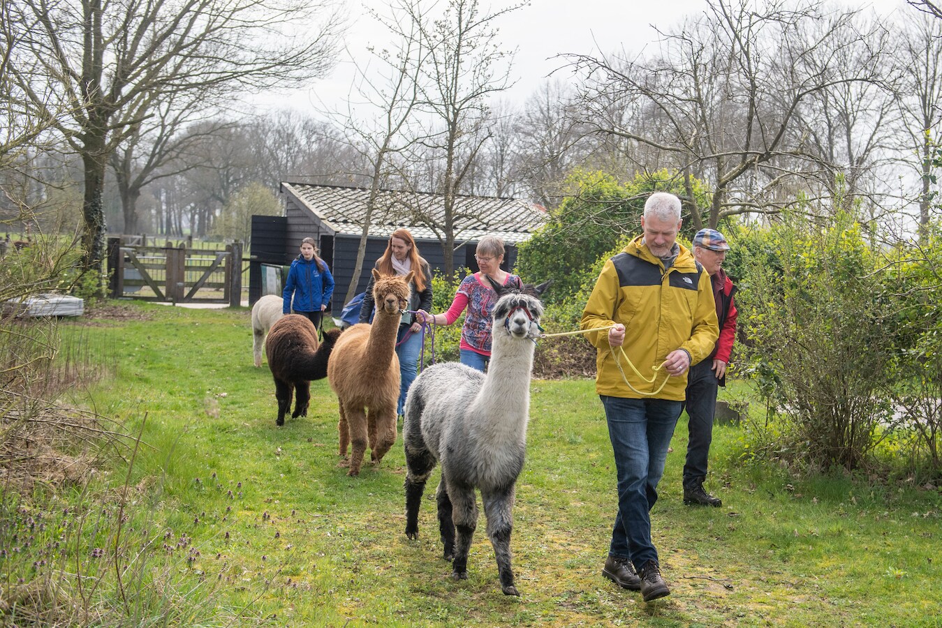 Ze spugen wel, maar alleen naar elkaar: ‘Alpaca’s zijn heel lieve ...