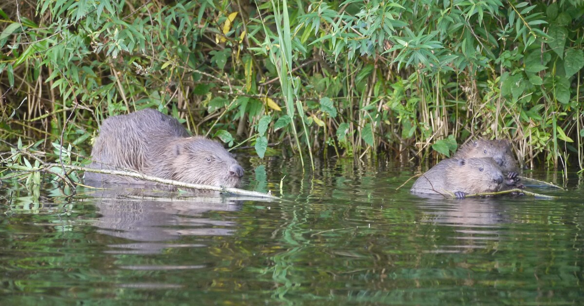 Een prachtig dier, maar Nederland is te vol voor de bever: ‘Hij zit ook ...