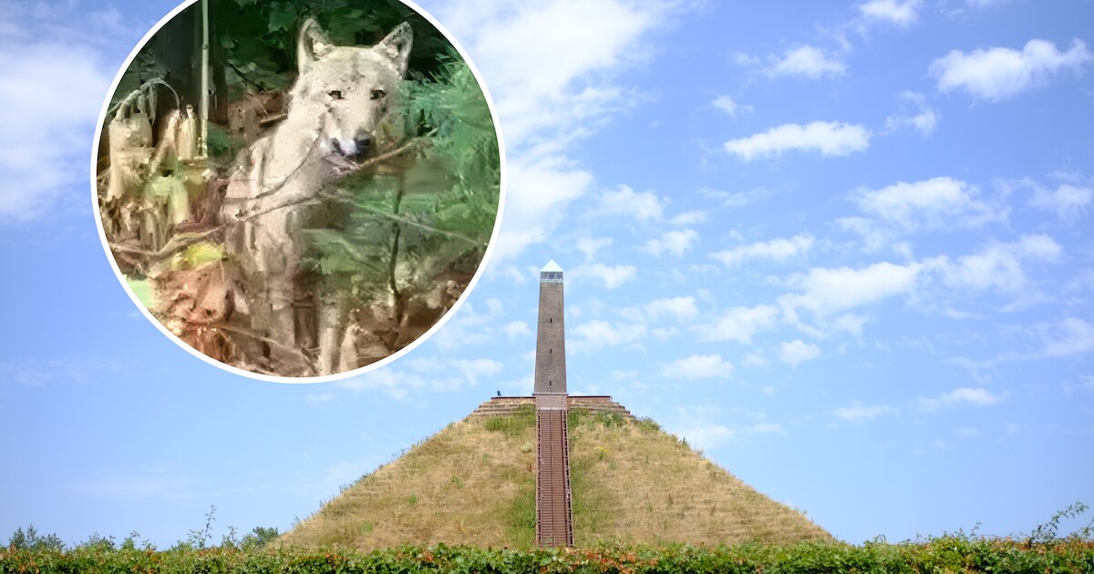 ‘Wolf sleurt spelend kind mee het bos in, omstanders slaan dier met ...