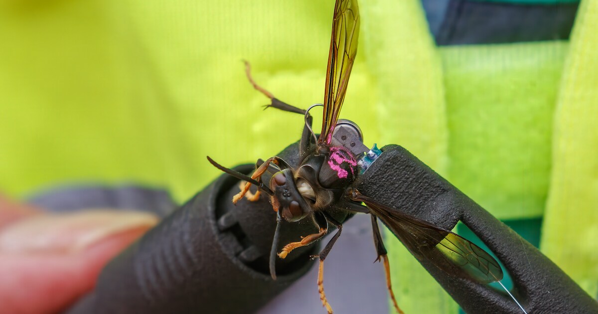 Wesp met minizendertje vindt nest van Aziatische hoornaar in ...