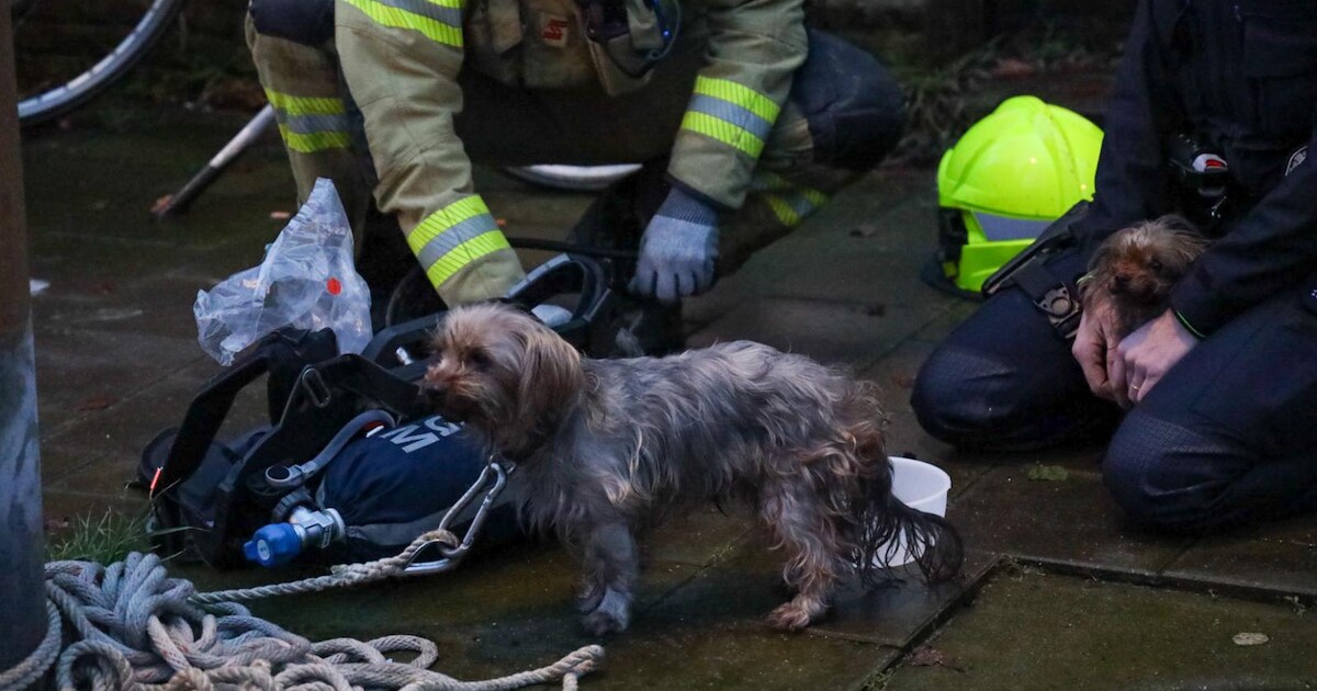Vijf dieren uit brandend huis gered in Arnhemse wijk Geitenkamp | Arnhem | gelderlander.nl