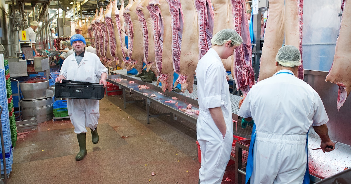 Stevige nederlaag voor Nijmegen rond slachthuis-affaire: gemeente kan ...