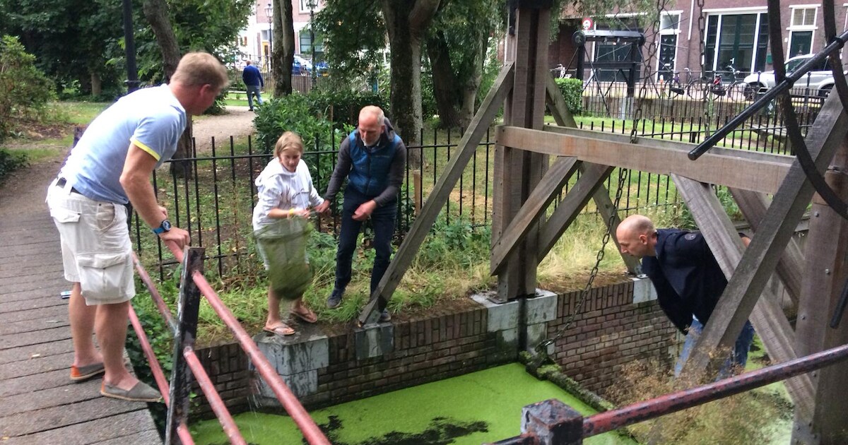Regenval oorzaak zuurstoftekort bij honderden vissen in Utrecht ...