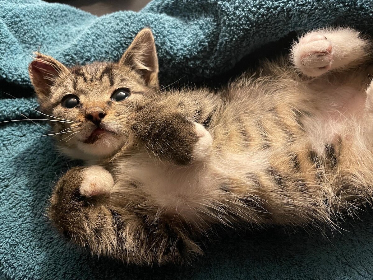 Katje uit rijdende auto gegooid in Hedel en zwaarge­wond: dieren­asiel ...