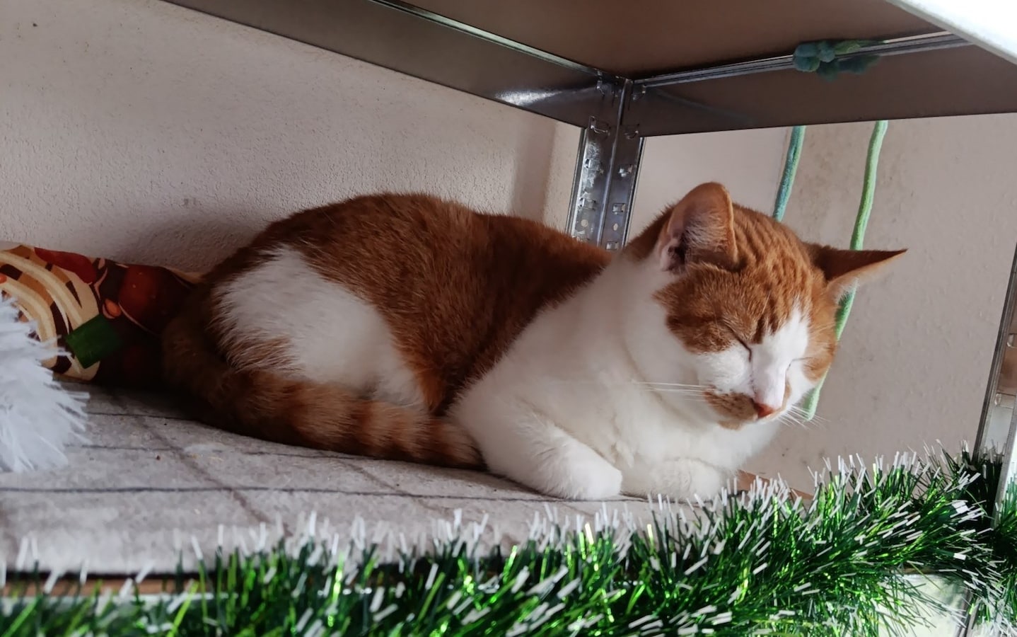 Heb jij Lola, Pipo of Tetje gezien? Deze vier huisdieren worden in Den ...