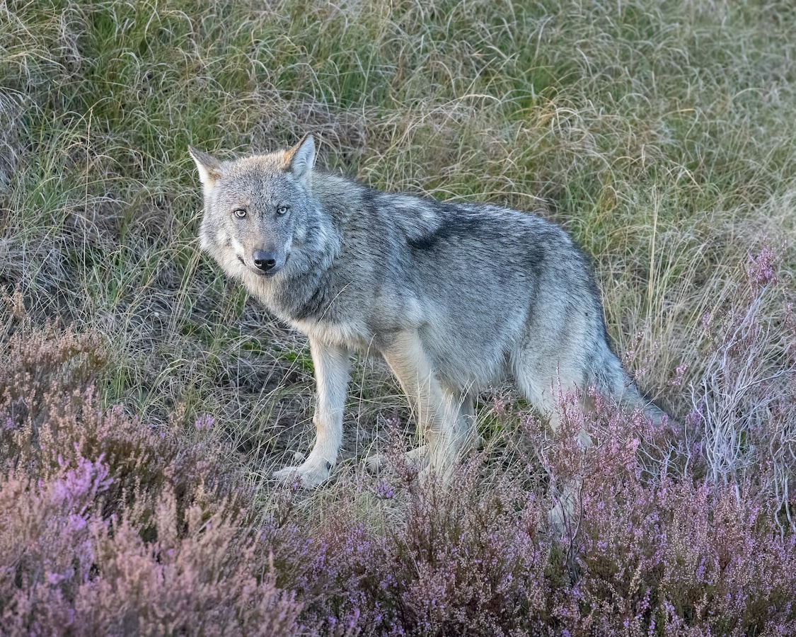 Jagers krijgen langer de tijd om wolf op Hoge Veluwe te schieten | Foto ...