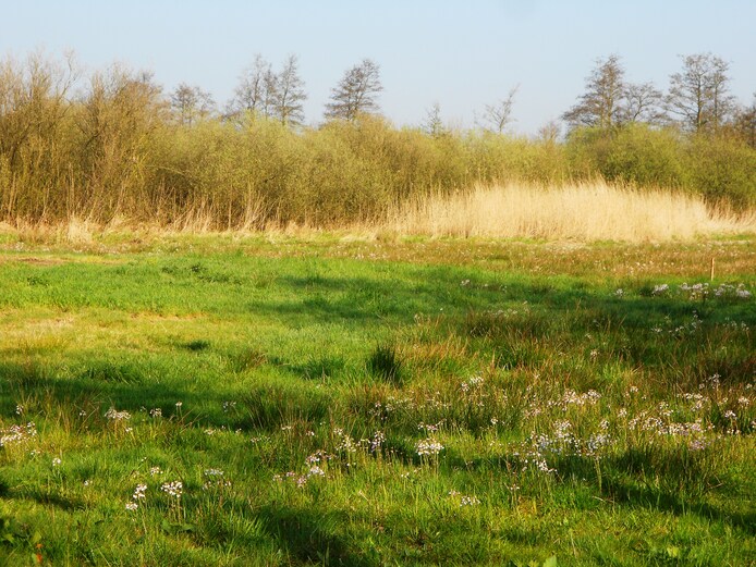 Zeelieden zouden blij zijn geweest met de bloem, want hij zit vol vitamine C | Natuur van nabij ...