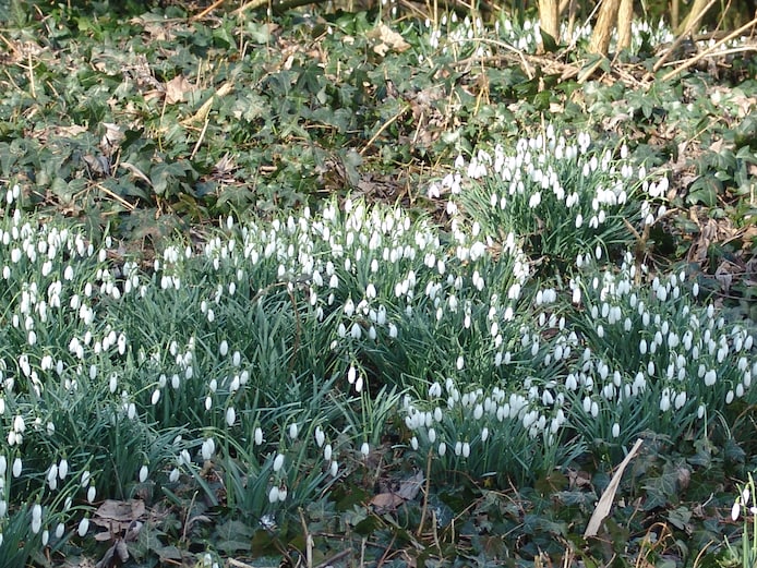 De sneeuwklokjes zijn niks te vroeg | De Vallei | gelderlander.nl