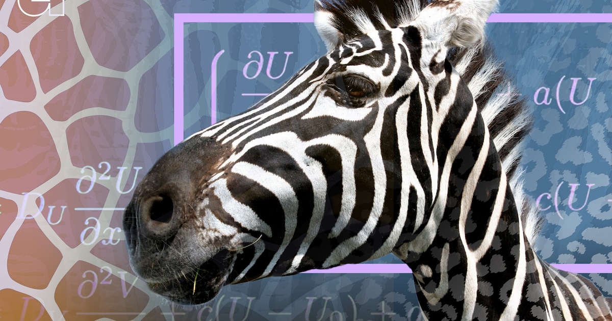 KIJK | Waarom heeft een zebra strepen? | Nieuws | De Gelderlander.nl