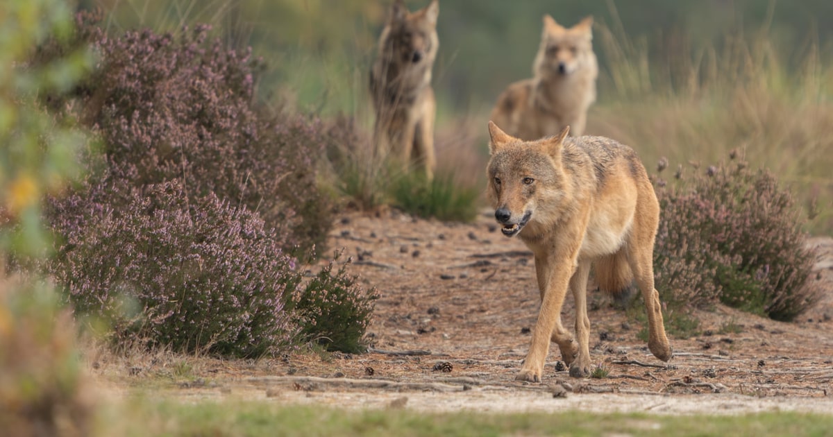 Experts over doodschieten wolf Bram: ‘18 miljoen Nederlanders moeten ...