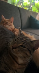 Heb jij Cloé of Luna gezien? Deze twee huisdieren worden in Winterswijk ...